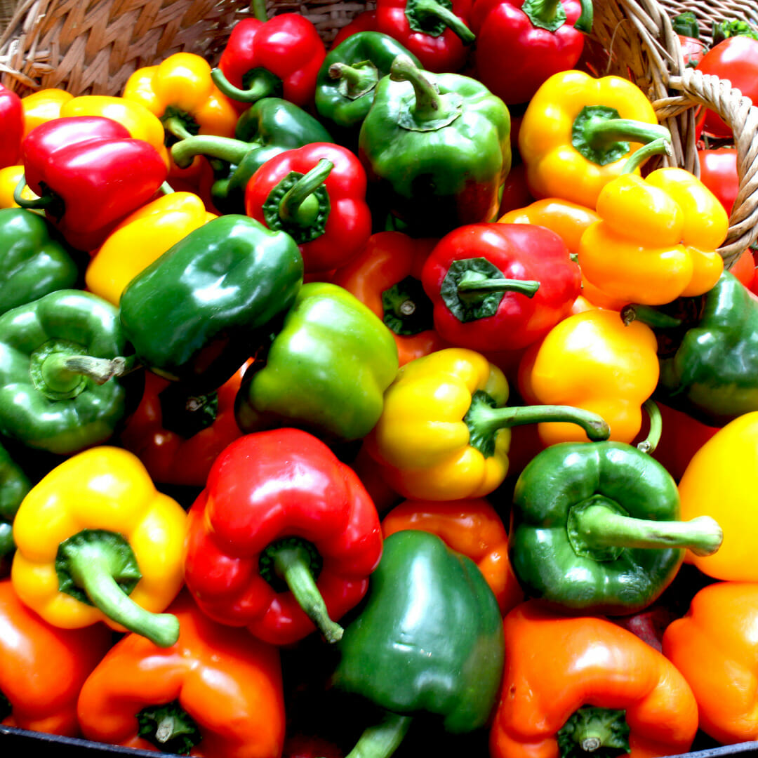 Germinating Capsicums: Tips for Australian Gardeners – Seeds of Plenty