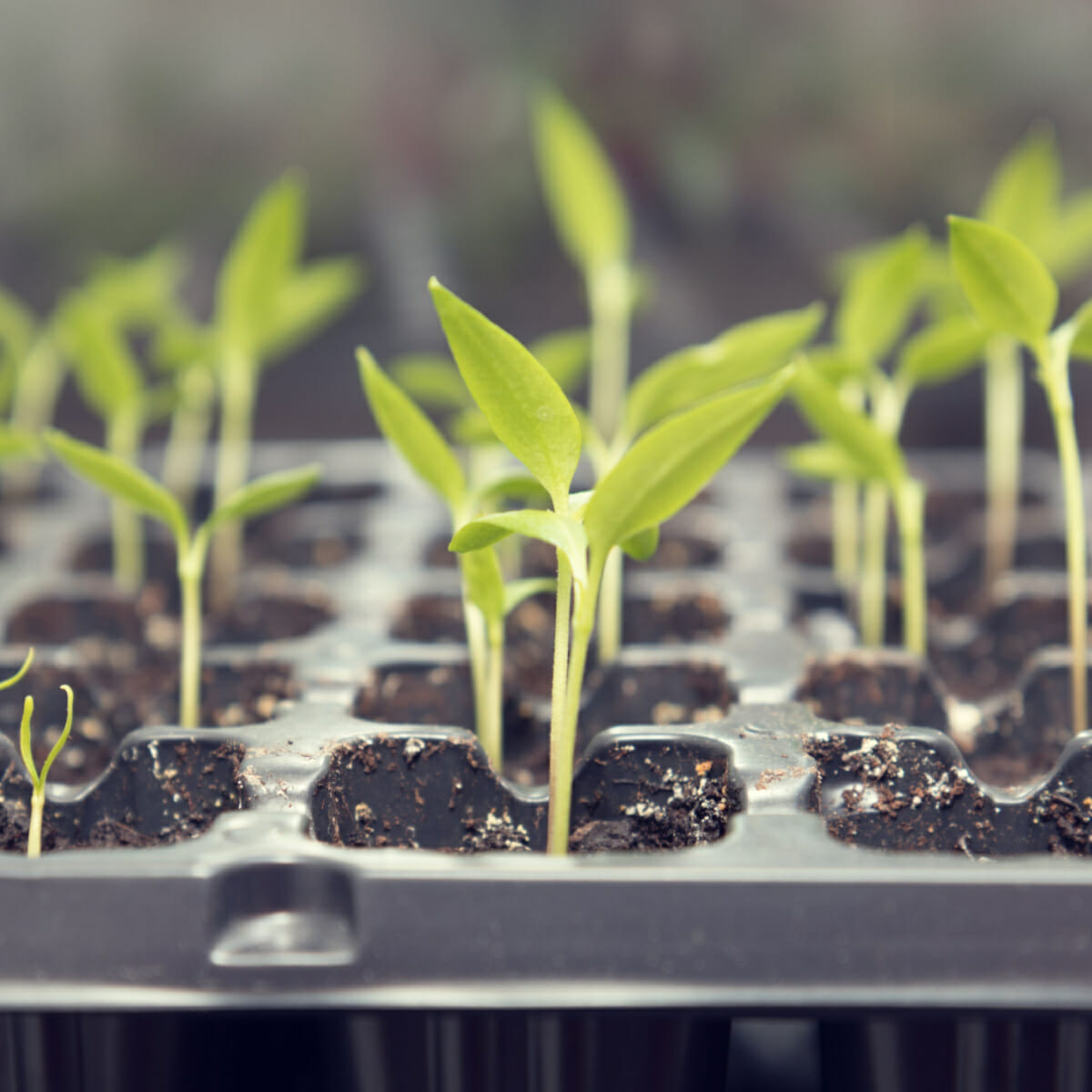 Managing Common Problems in Indoor Seed Starting – Seeds of Plenty