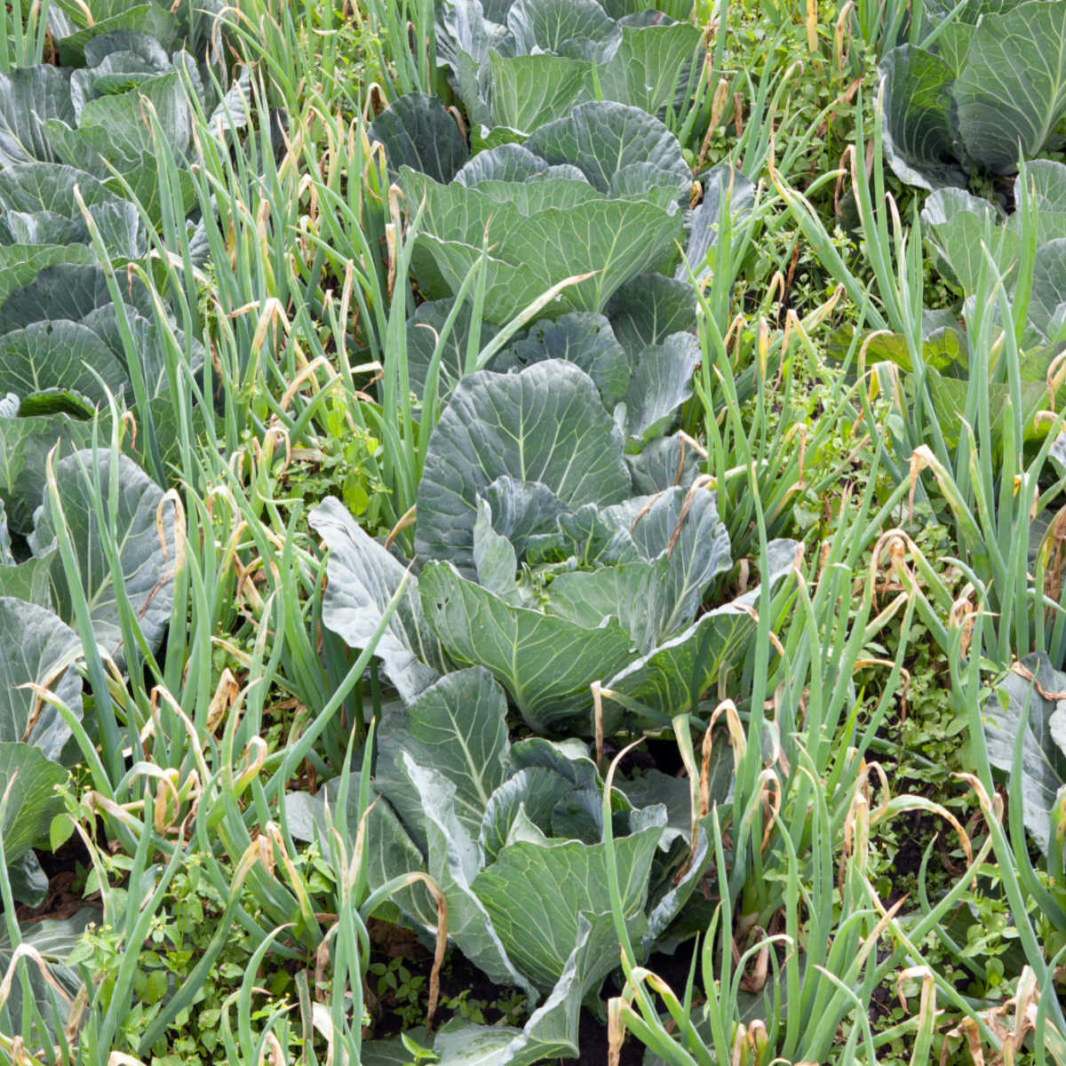 Understanding Companion Planting in Your Veggie Patch – Seeds of Plenty