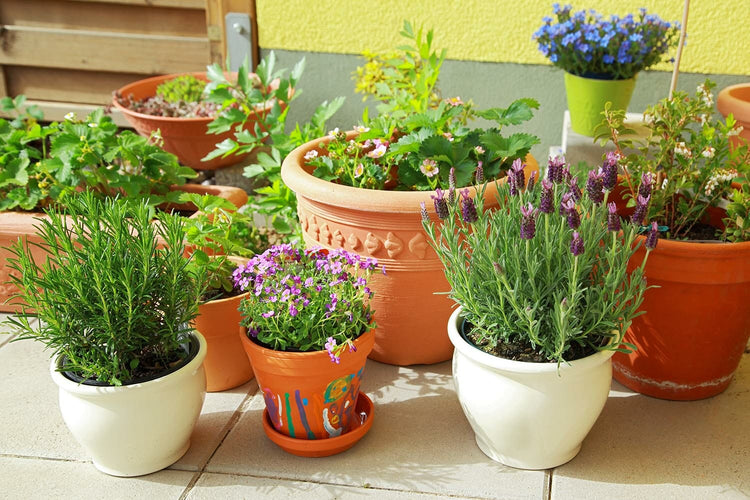 How to Choose the Right Size Pot for Your Plant – Seeds of Plenty