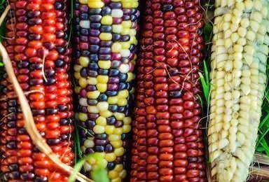 Corn Seeds | Buy Online at Seeds of Plenty