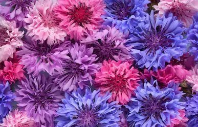 Cornflower Seeds | Buy Online at Seeds of Plenty