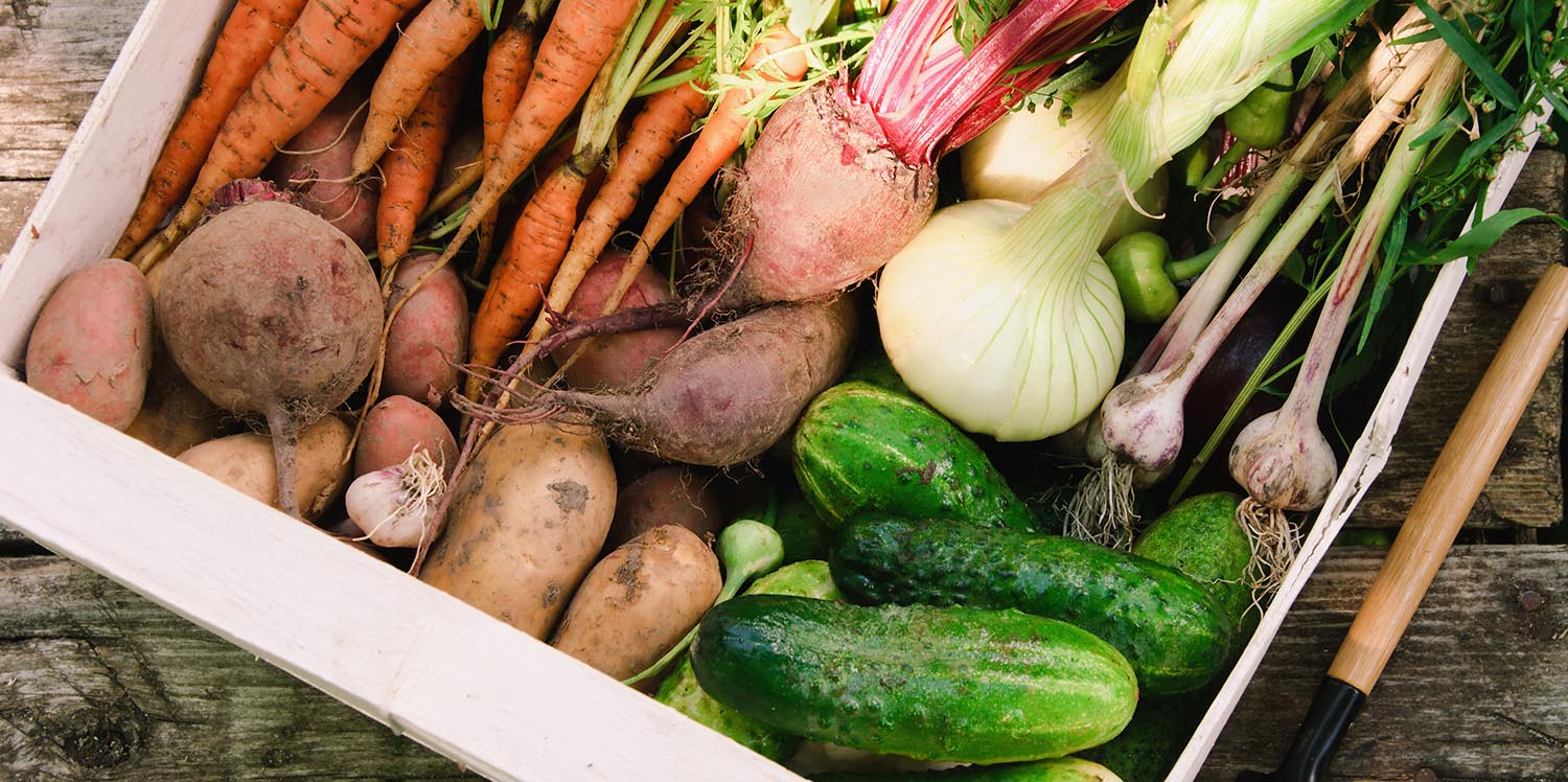 Heirloom Vegetables – tagged 