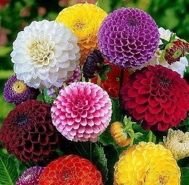 Mixed Flowers Seeds | Buy Online at Seeds of Plenty