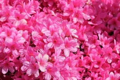 Pink Flowers Seeds | Buy Online at Seeds of Plenty