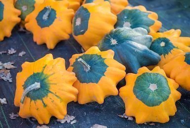 Squash Seeds | Buy Online at Seeds of Plenty