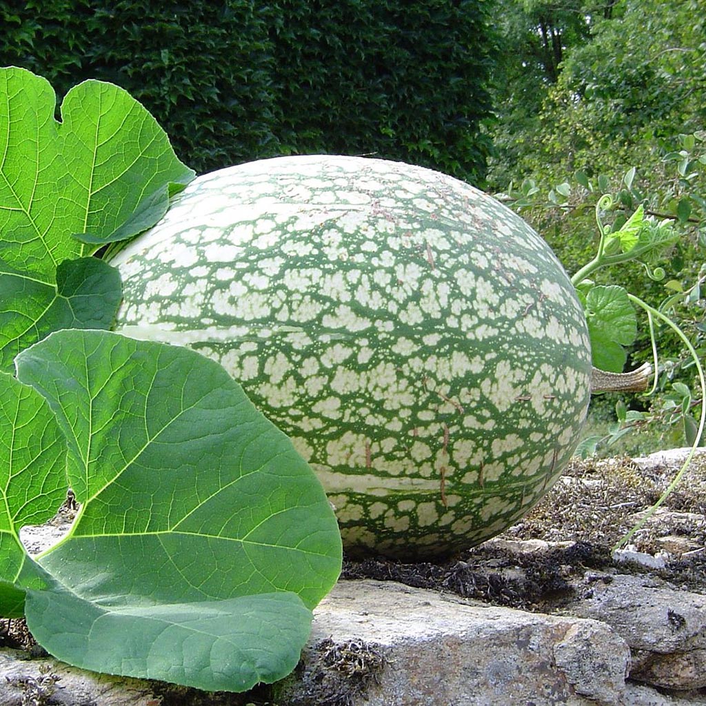 Gourd – Seeds of Plenty