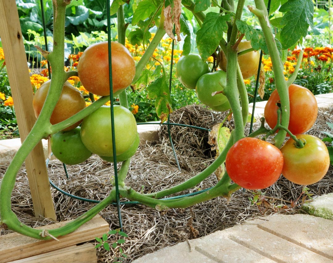 Climbing Vegetables – Seeds of Plenty