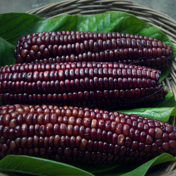 CORN/MAIZE - Mandan | Buy Online at Seeds Of Plenty – Seeds of Plenty