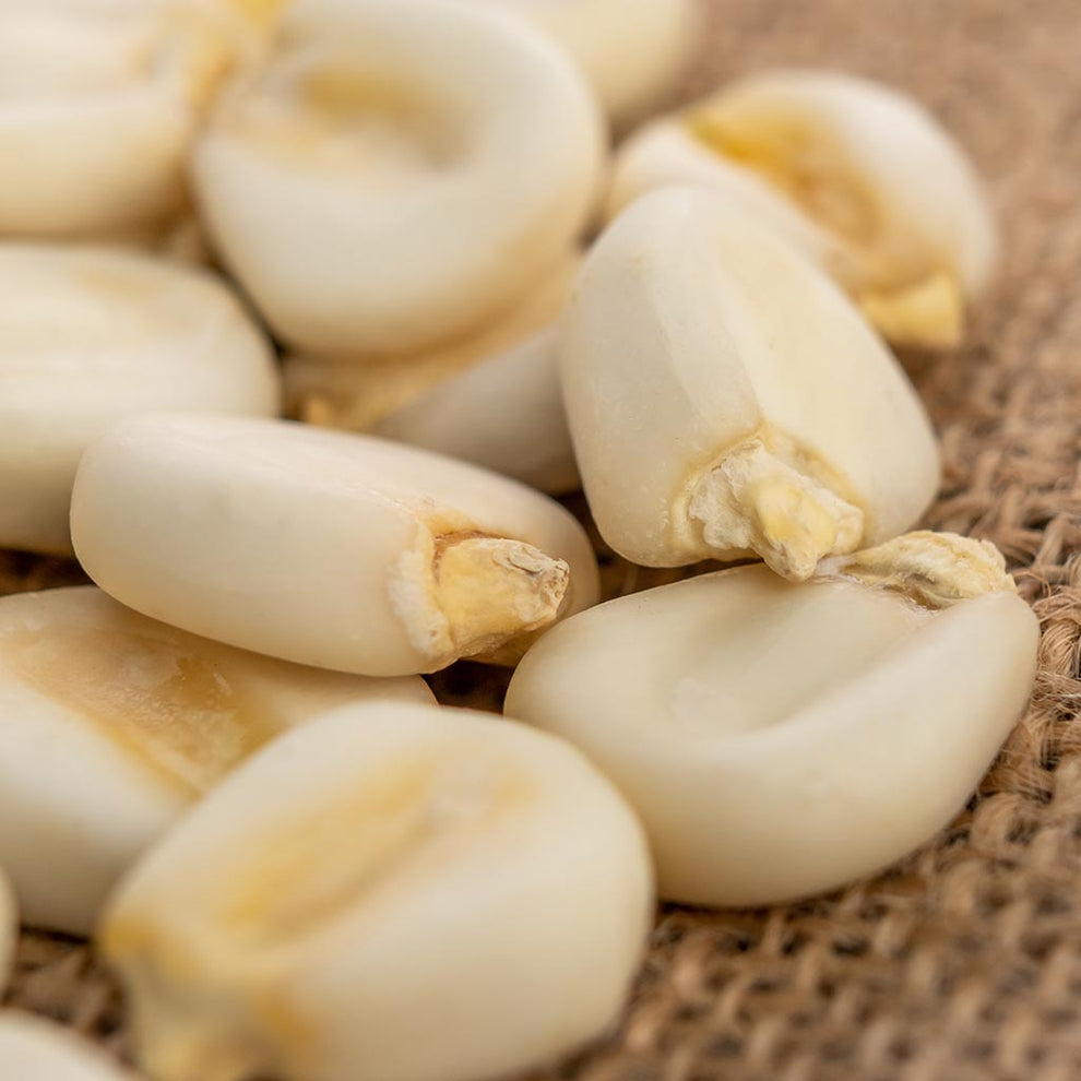 CORN/MAIZE - White | Buy Online at Seeds Of Plenty – Seeds of Plenty
