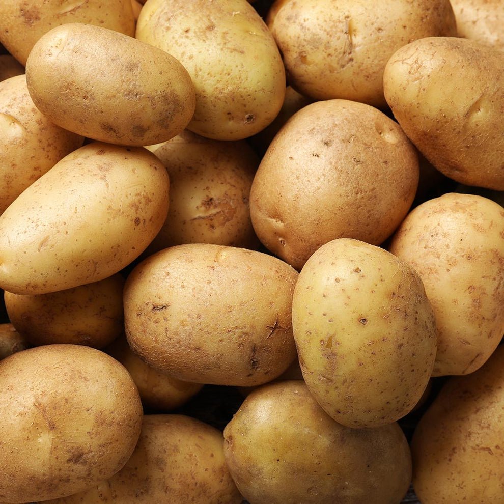 Potato - Sebago (1kg Certified Seed Potato) – Seeds of Plenty