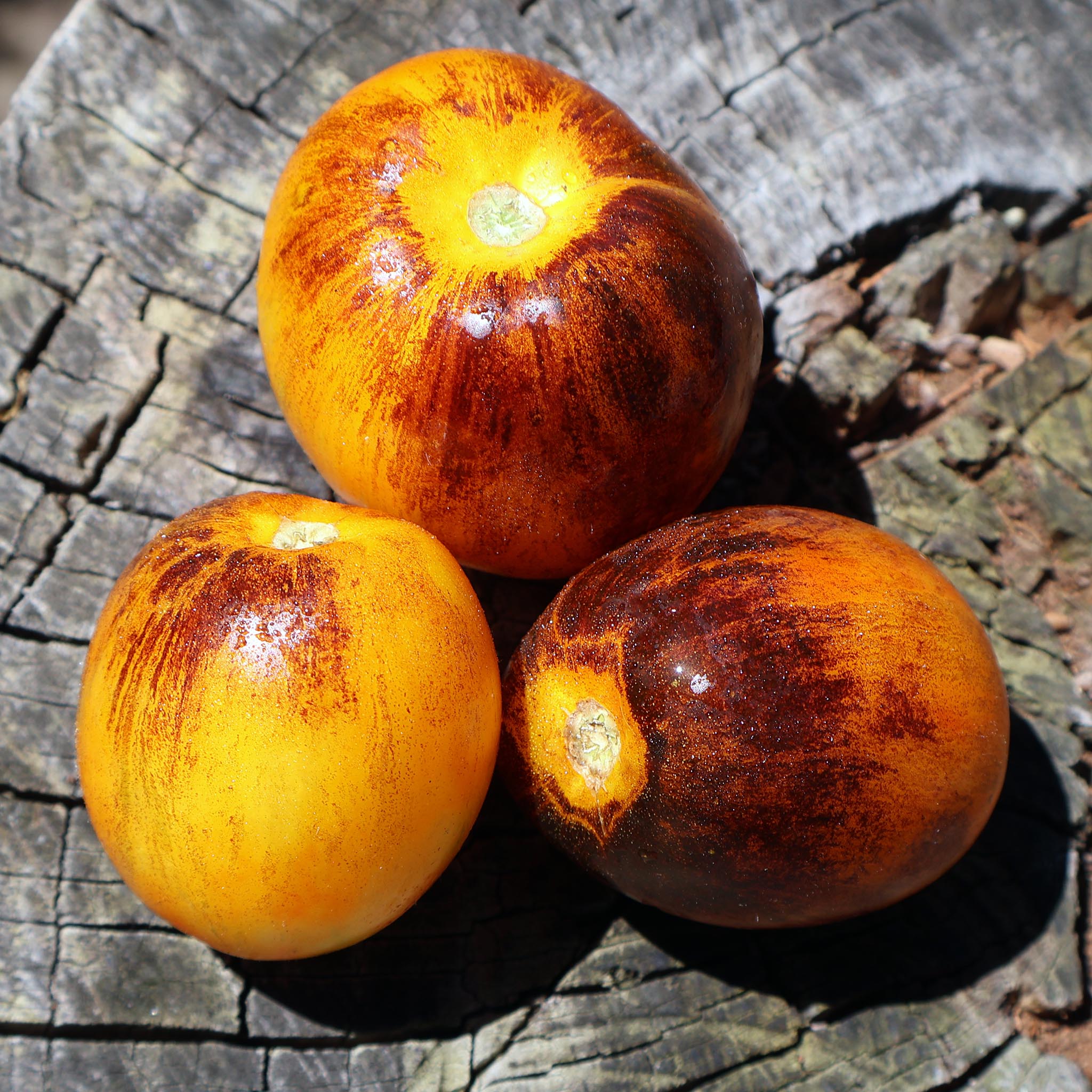 TOMATO - Atomic Sunset | Buy Online at Seeds Of Plenty – Seeds of Plenty