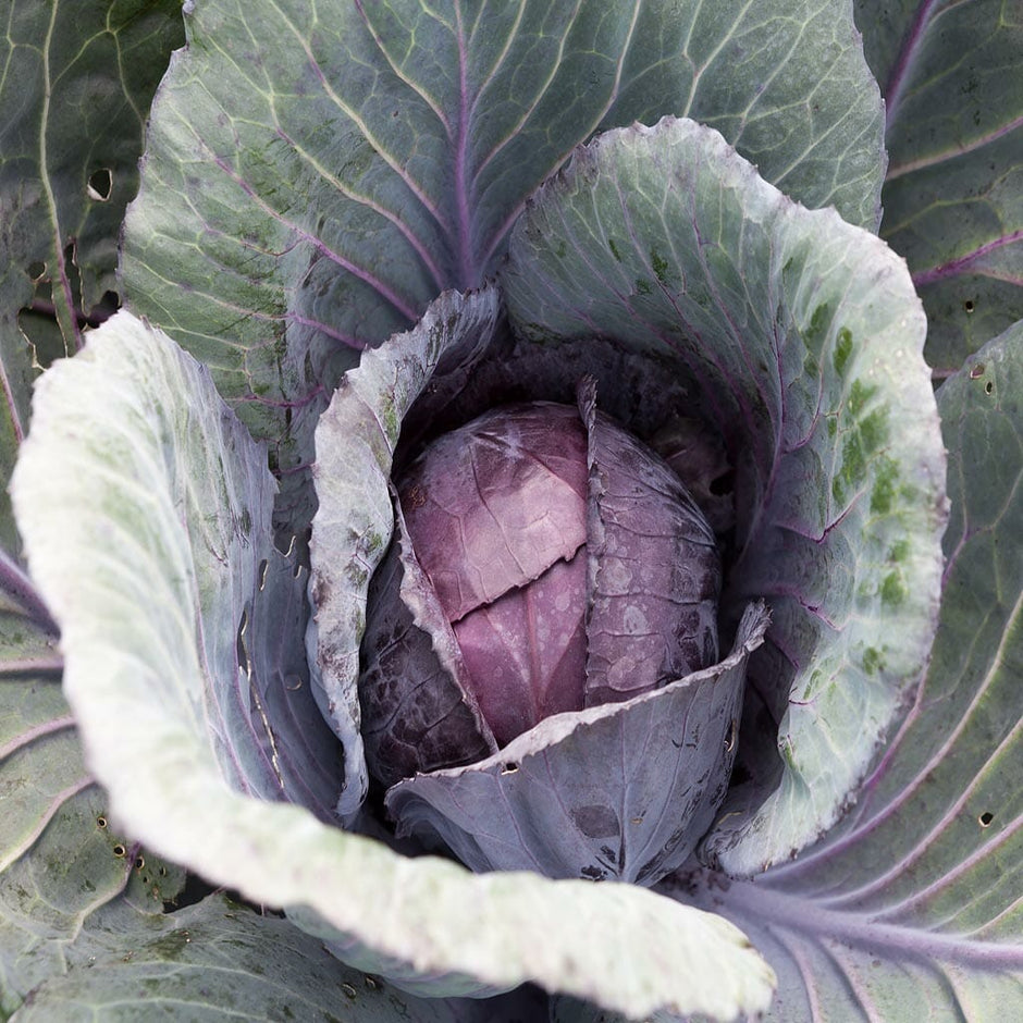 Cabbage Seeds | Buy Online at Seeds of Plenty