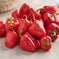 CAPSICUM - Mini Red | Buy Online at Seeds Of Plenty – Seeds of Plenty