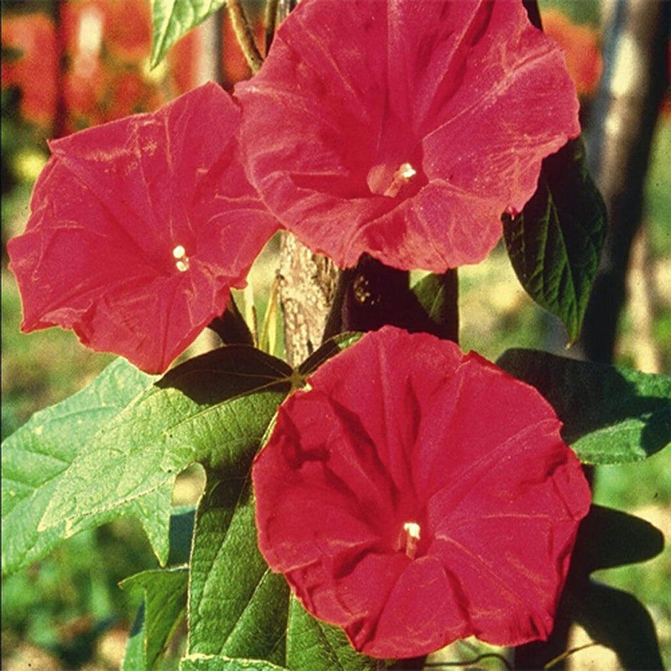 Red Flowers Seeds | Buy Online at Seeds of Plenty