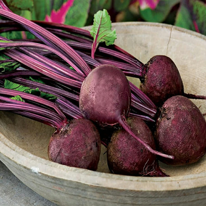 BEETROOT - Ruby Queen | Buy Online at Seeds Of Plenty – Seeds of Plenty