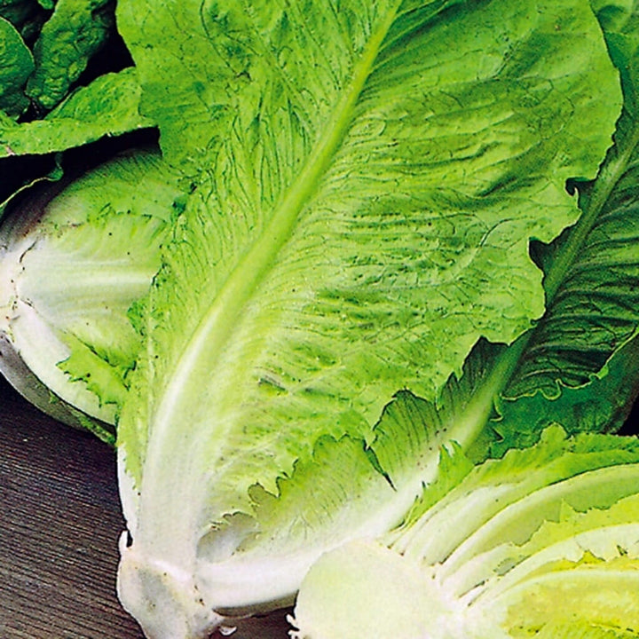 Lettuce Seeds | Buy Online at Seeds of Plenty