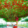 TOMATO - Giant Tree | Buy Online at Seeds Of Plenty – Seeds of Plenty